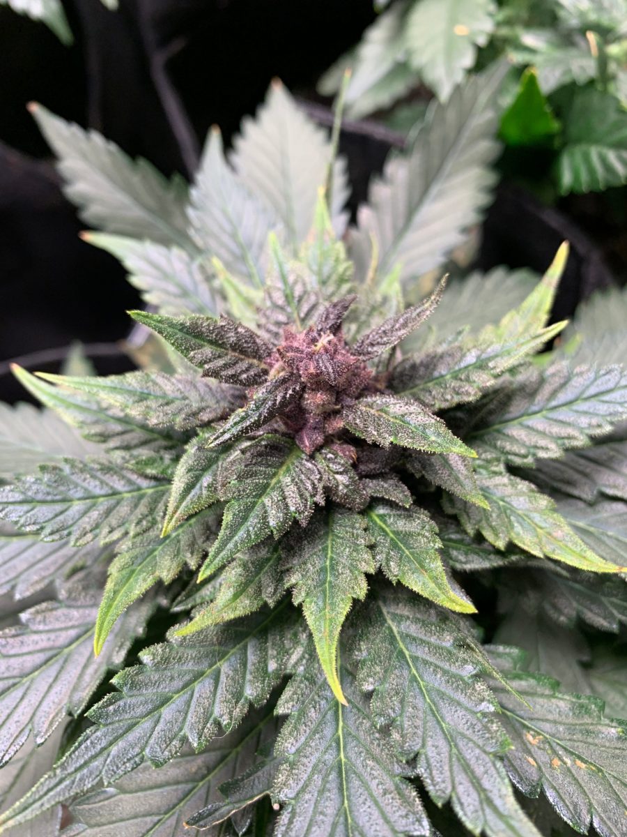 Strawberry Nuggets Pollinated – Ground Up Genes – Cannabis Seed Bank