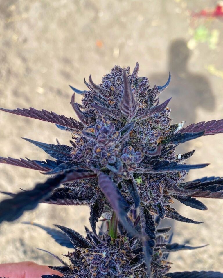 Atlas Seed – GMO 8 Auto – Feminized Auto-Flowering Seeds – Ground Up ...